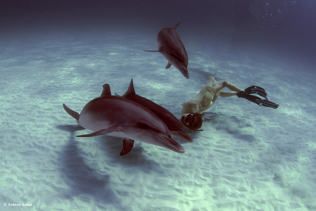 A Pod of Spotted Dolphins and Three Human Dancers - Dolphin Dance Project