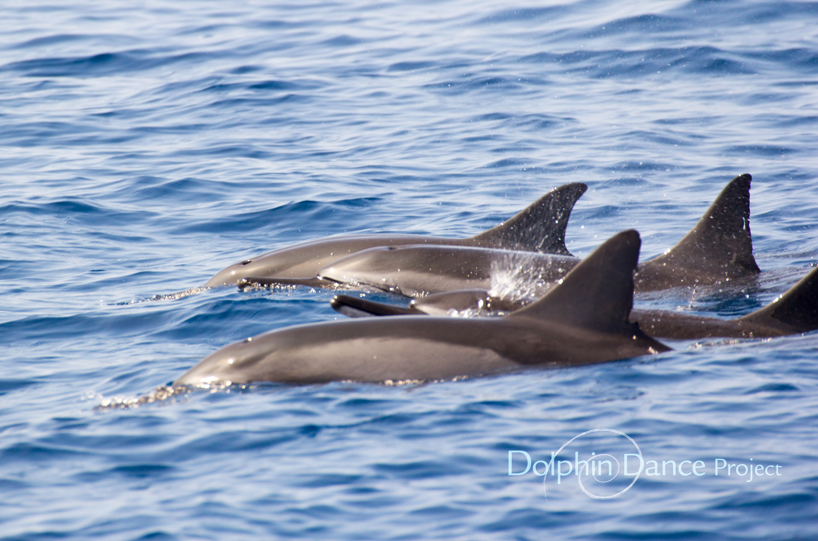 Dolphins in the Anthropocene - Dolphin Dance Project